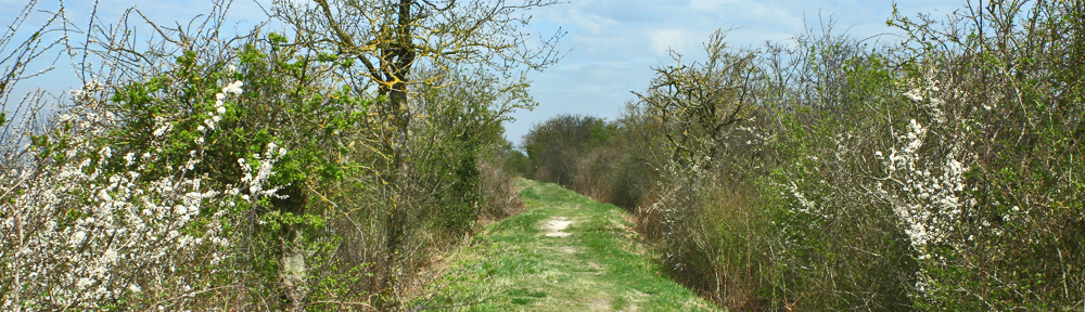 Archaeology and History | Friends of the Roman Road and Fleam Dyke